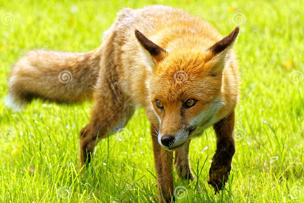 Walking Fox stock image. Image of meadow, animal, ears - 59841193