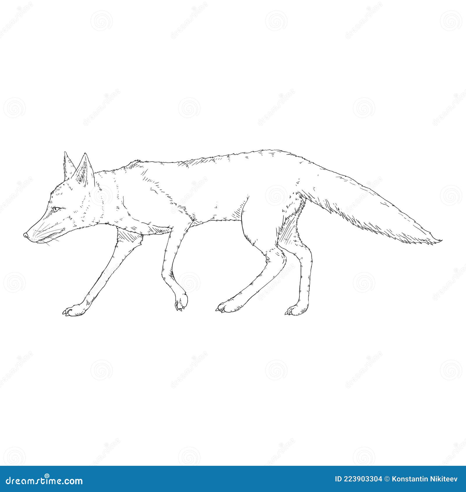 Walking Fox. Side View. Vector Illustration Stock Vector - Illustration ...