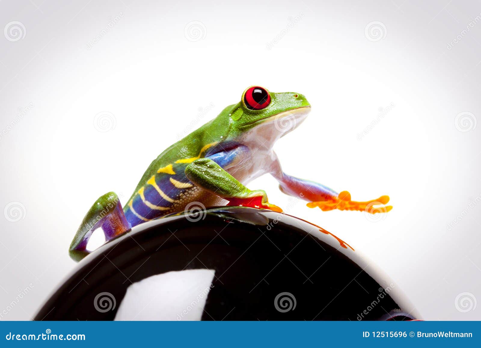 Walking Frog stock photo. Image of frog, abstraction - 12515696