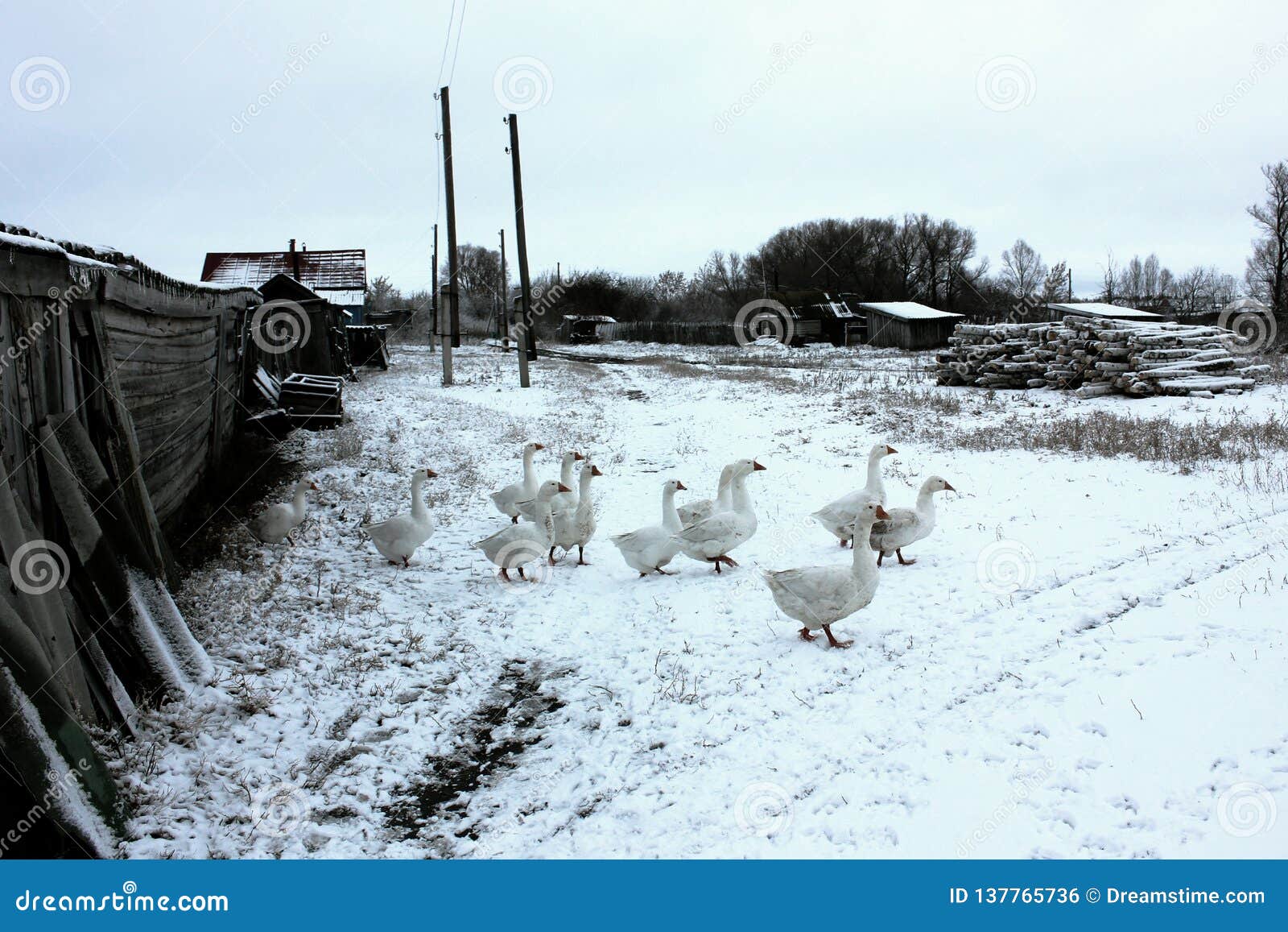 Walking Geese in the Winter Russian Village Stock Photo - Image of ...