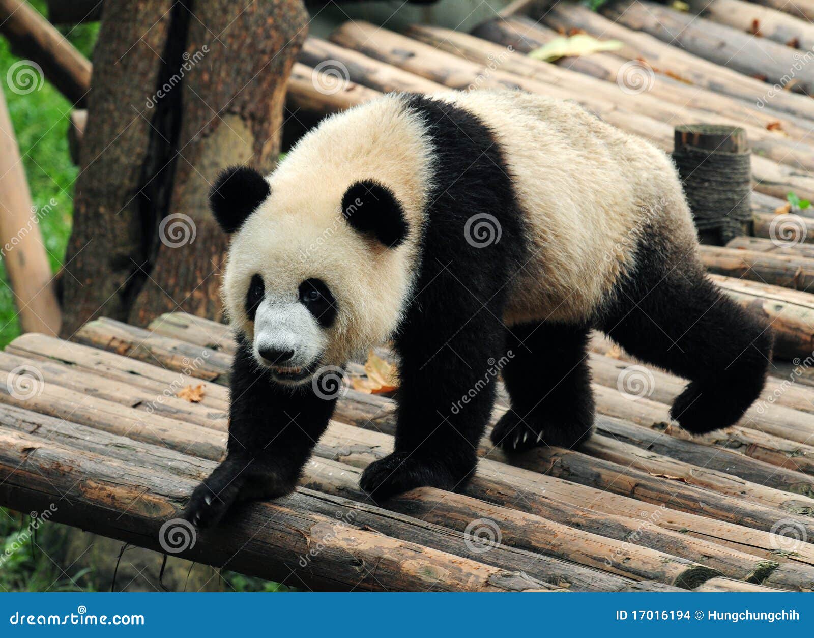 Walking giant panda bear stock photo. Image of forest - 17016194