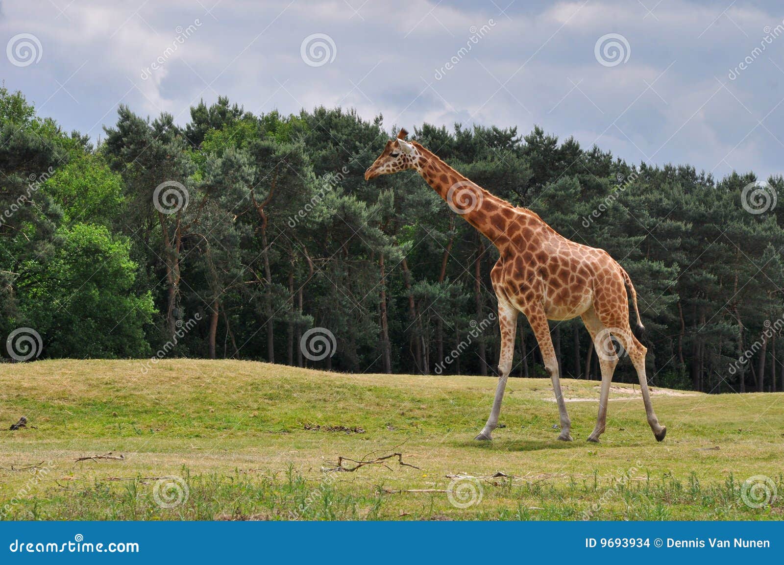 Walking Giraffe stock photo. Image of giraffe, beeksebergen - 9693934