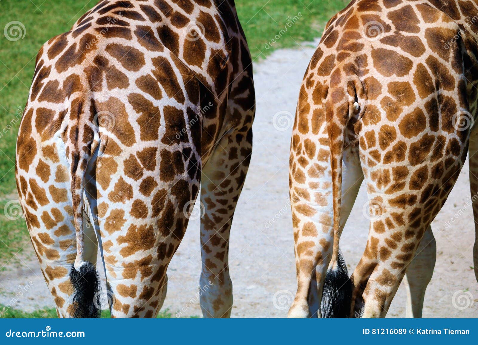Walking Giraffes stock image. Image of wildlife, together - 81216089