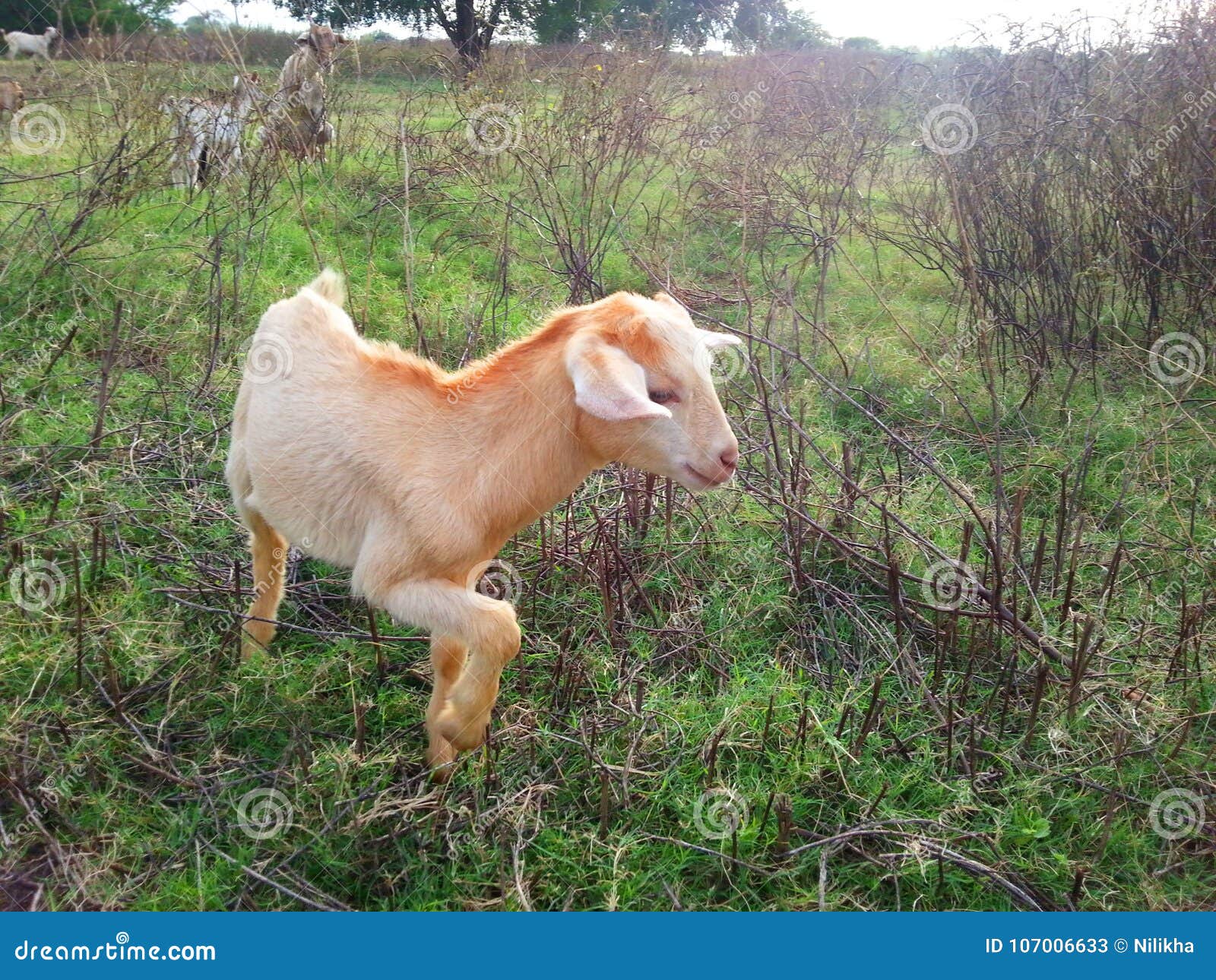 Walking goat stock image. Image of field, walking, outdoor - 107006633