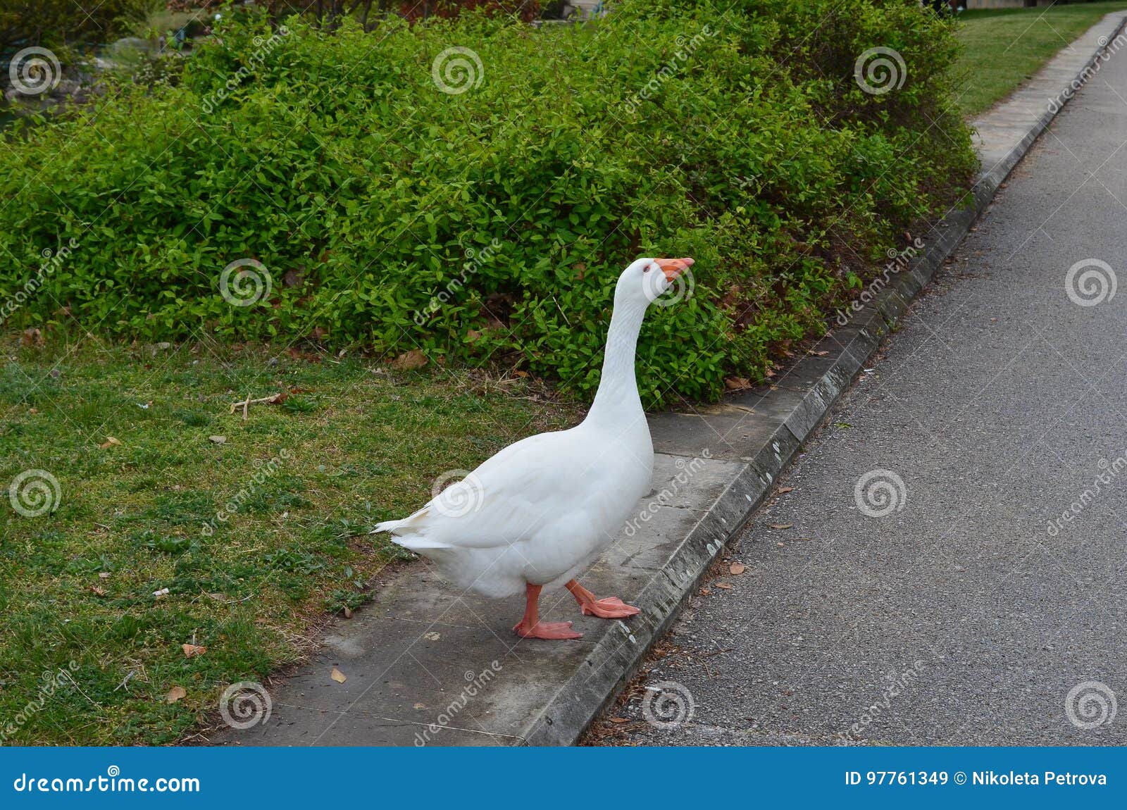 Walking goose stock image. Image of nature, wildlife - 97761349