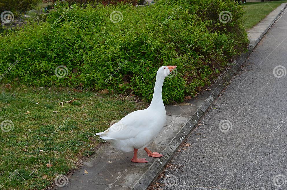 Walking goose stock image. Image of nature, wildlife - 97761349