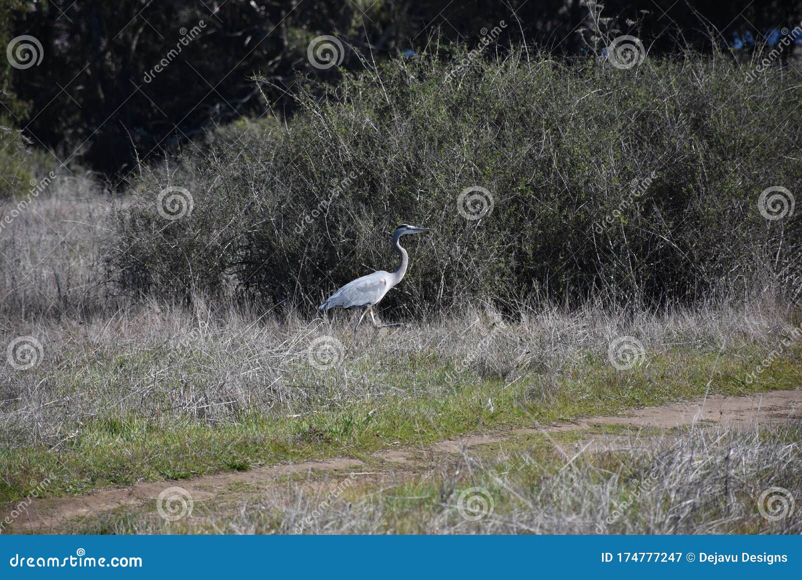 Walking Great Blue Heron Bird in a Wooded Field Stock Image - Image of ...