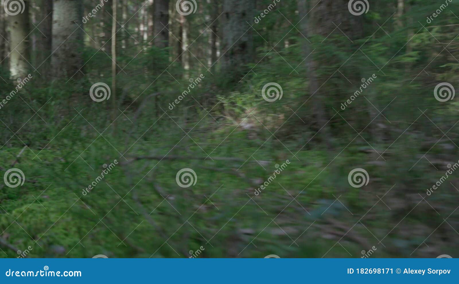 Walking through Green Forest. Camera Moves Along Trees. Stock Video ...