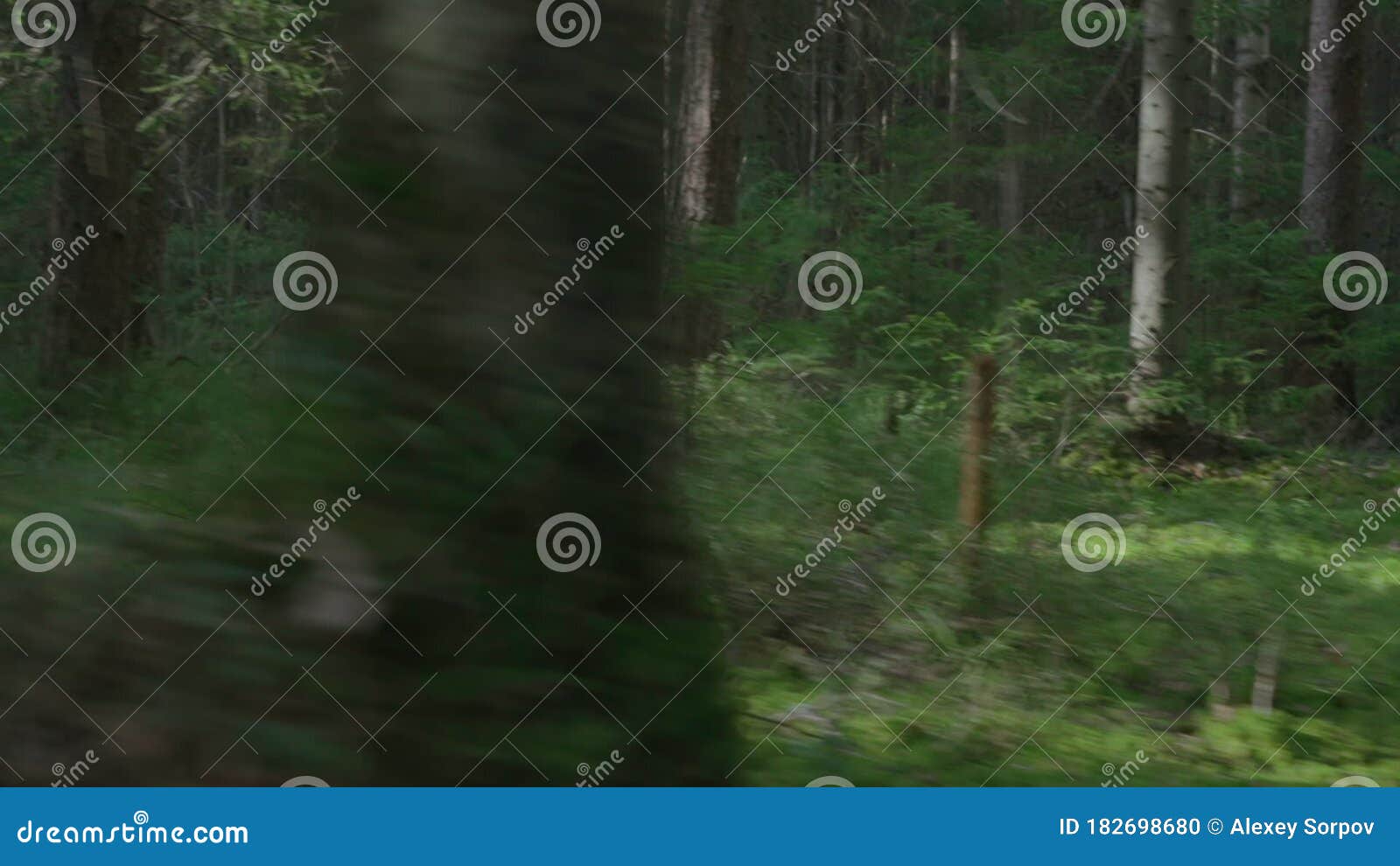 Walking through Green Forest. Camera Moves Along Trees. Stock Footage ...