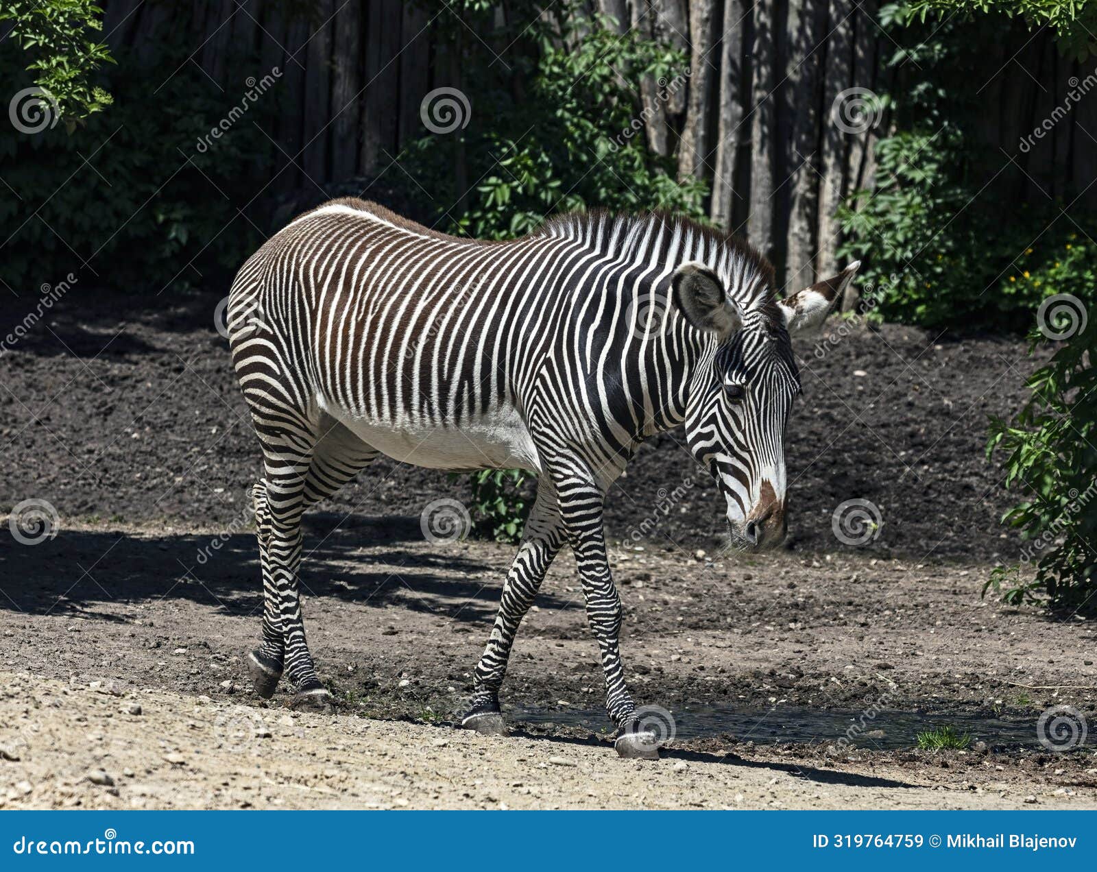 Walking Grevy`s zebra 1 stock image. Image of africa - 319764759