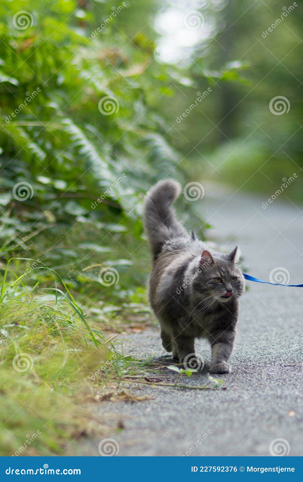 Walking with Grey Siberian Cat in Forest Park Stock Photo - Image of ...