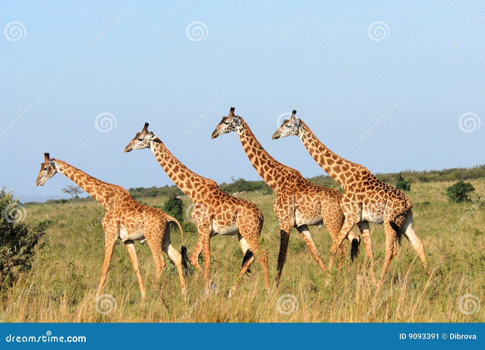 Walking group of giraffes stock image. Image of animal - 9093391