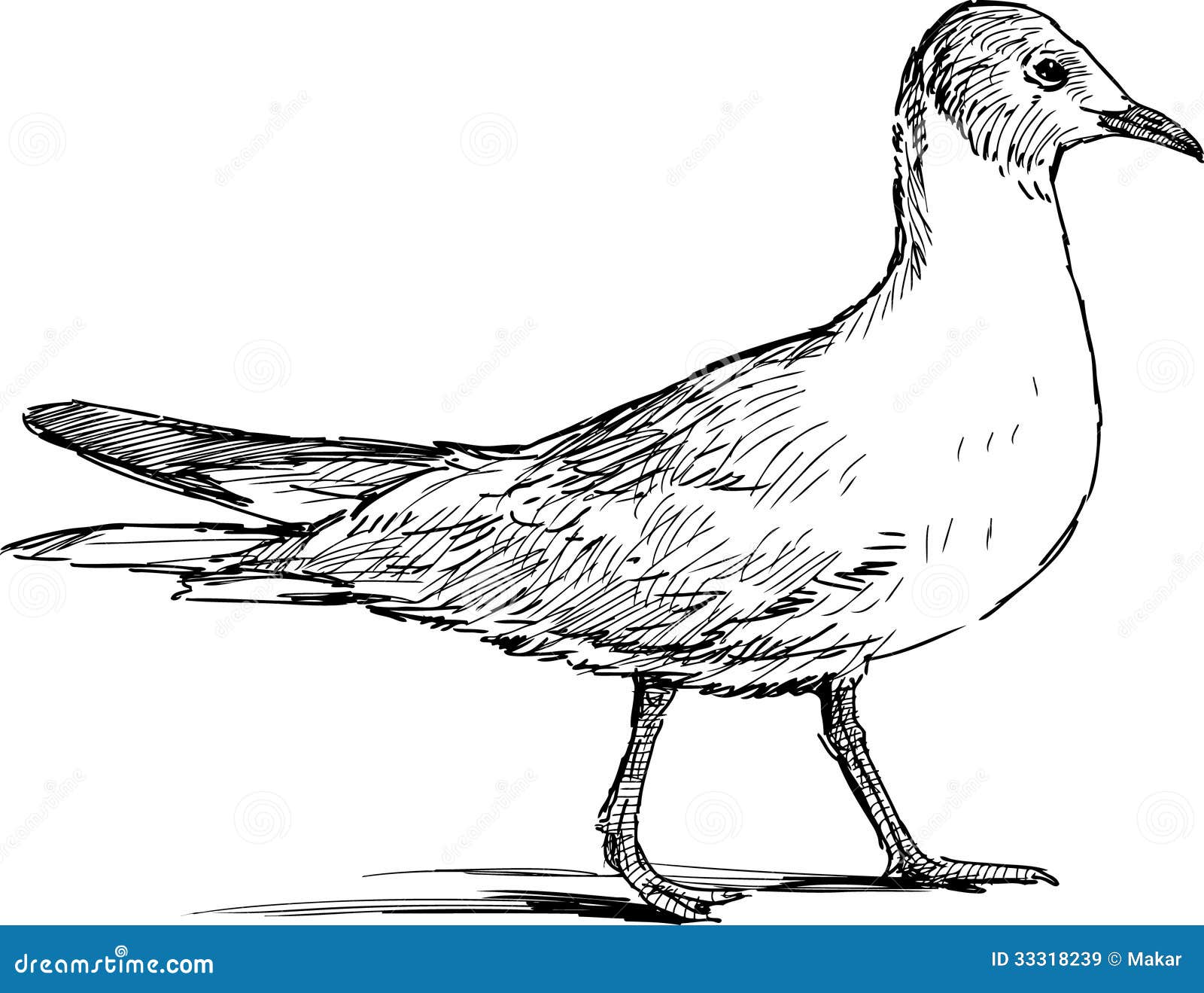 Walking gull stock vector. Illustration of legs, white - 33318239