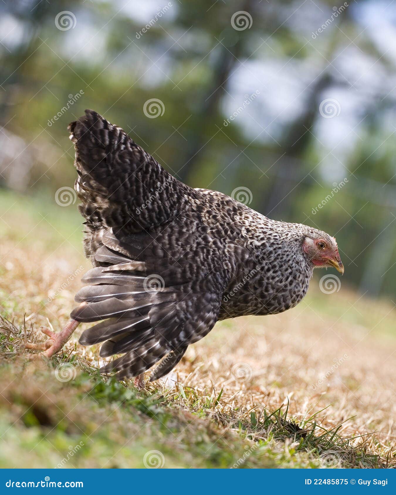 Walking hen stock image. Image of animal, bird, comb - 22485875