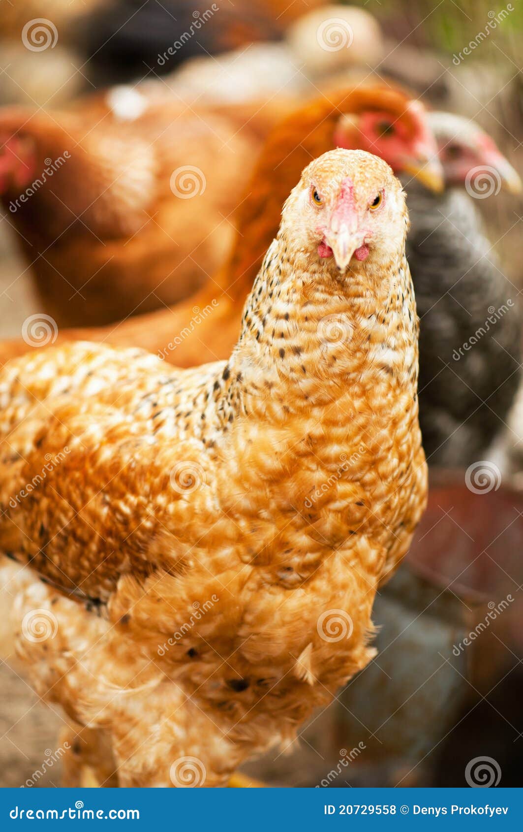 Walking hens stock photo. Image of animals, nature, farmyard - 20729558