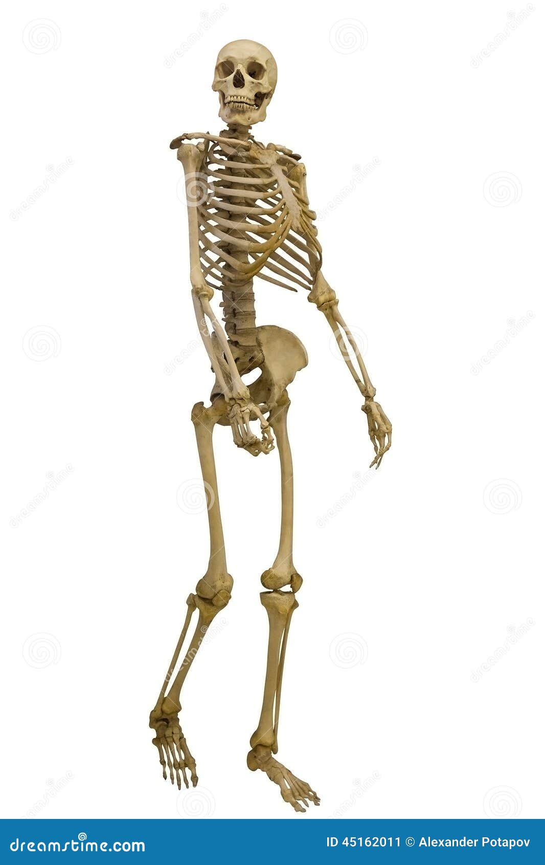 Walking Human Skeleton on White Stock Image - Image of halloween, white ...