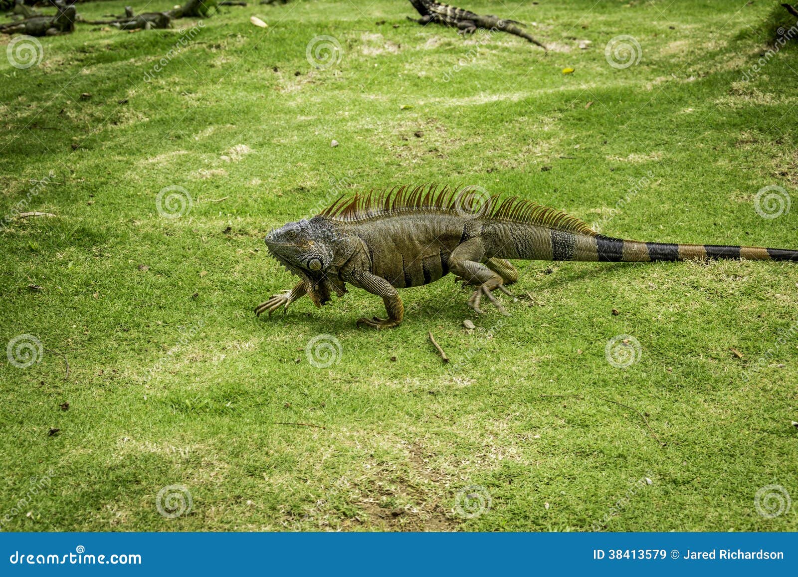 Walking Iguana stock image. Image of monkey, honduras - 38413579