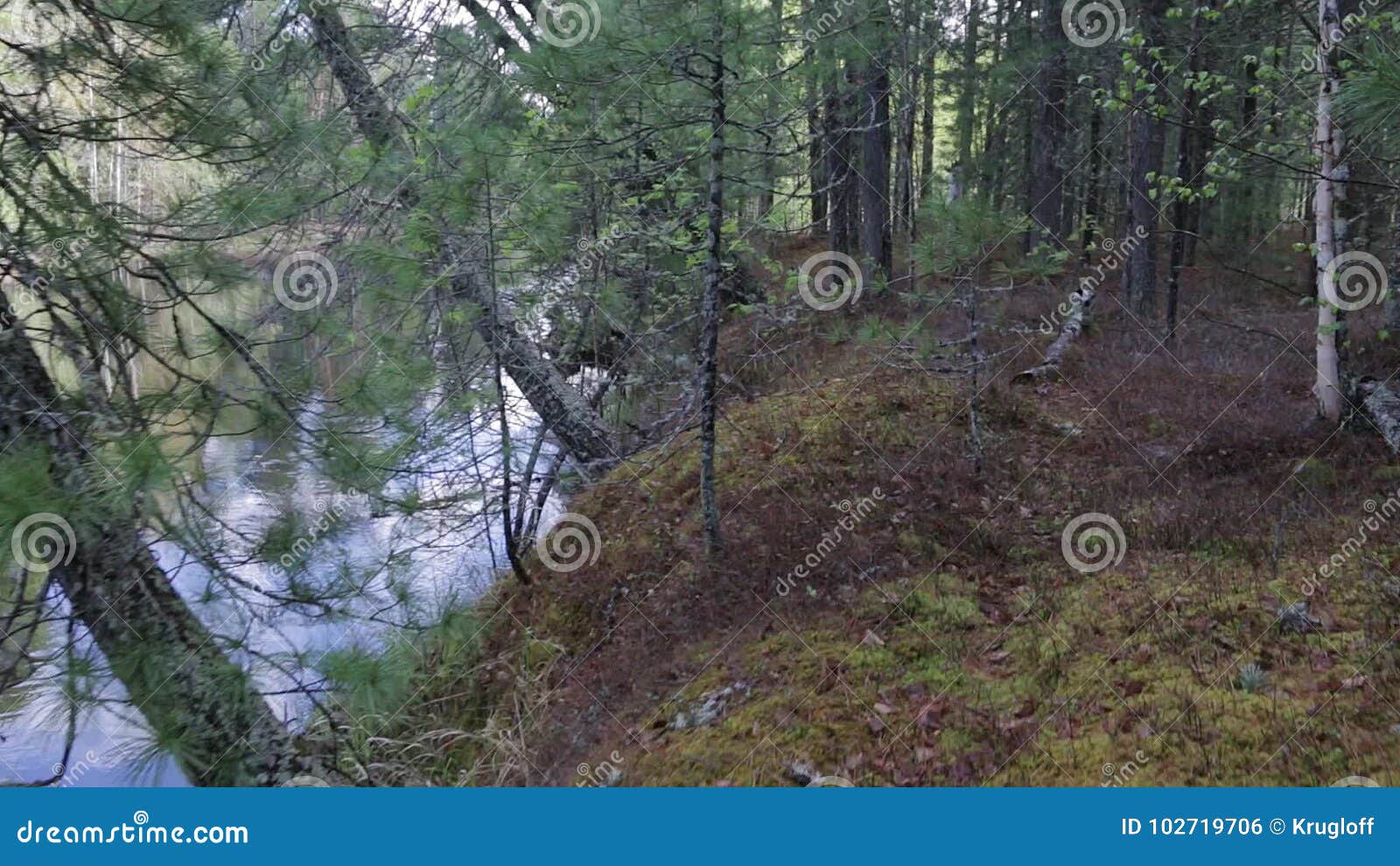 Walking Inside the Dense Taiga Stock Footage - Video of birch, mirror ...