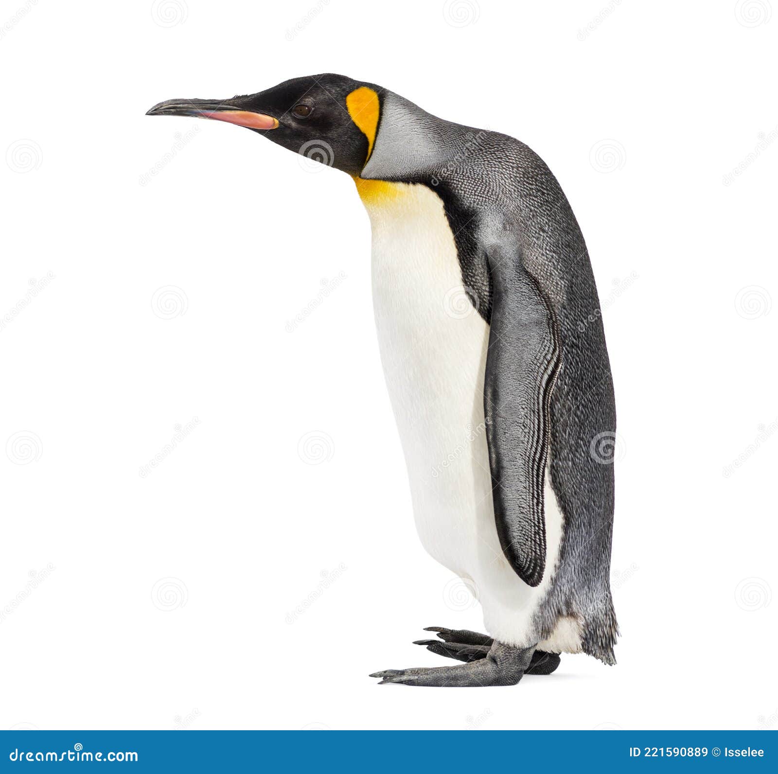 King Penguin Standing, Isolated Stock Image - Image of polar, isolated ...