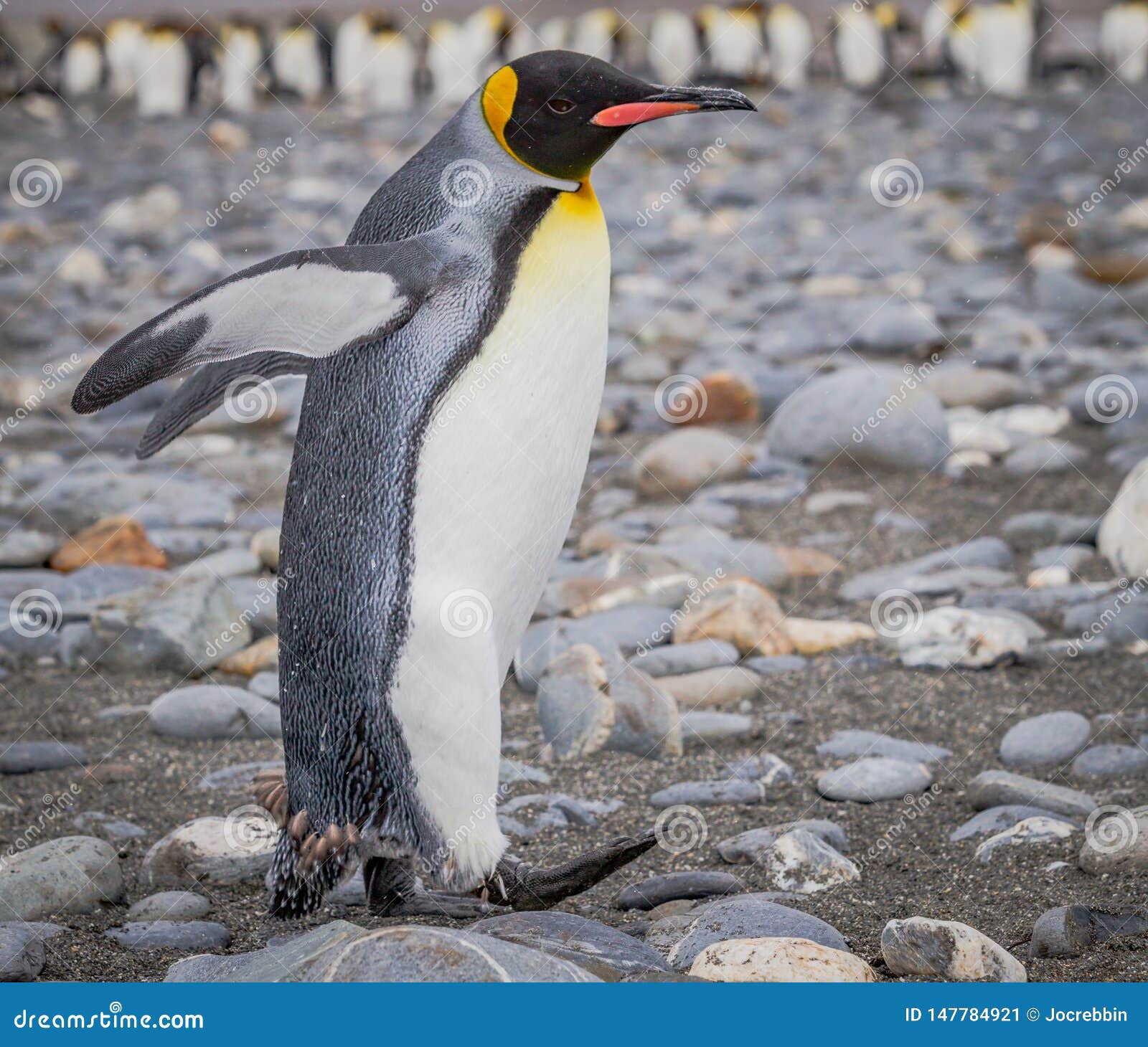 Walking King Penguin with Wings Back Stock Image - Image of harmony ...