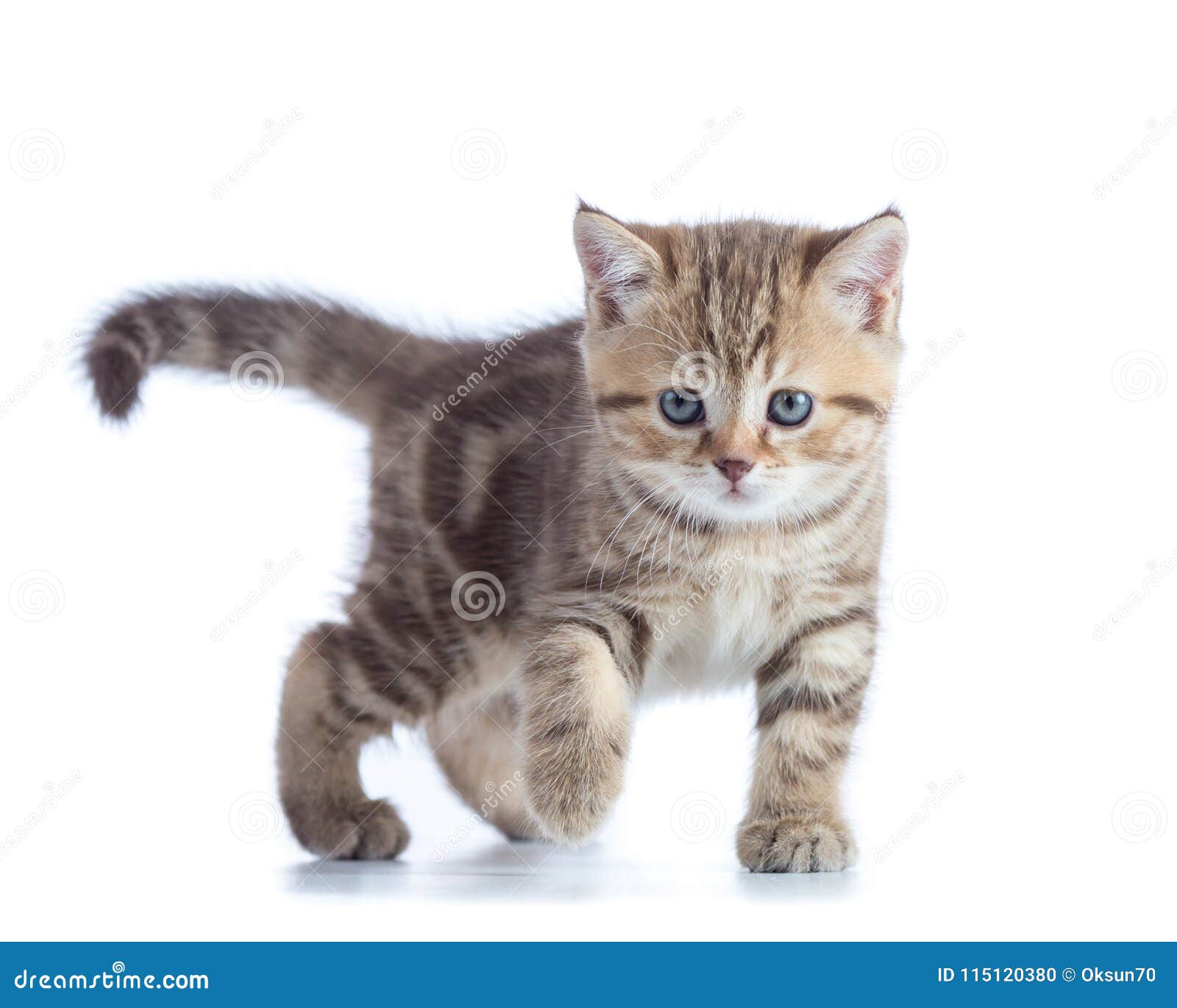 Walking Kitten or Cat Striped Isolated Studio Shot Stock Photo - Image ...