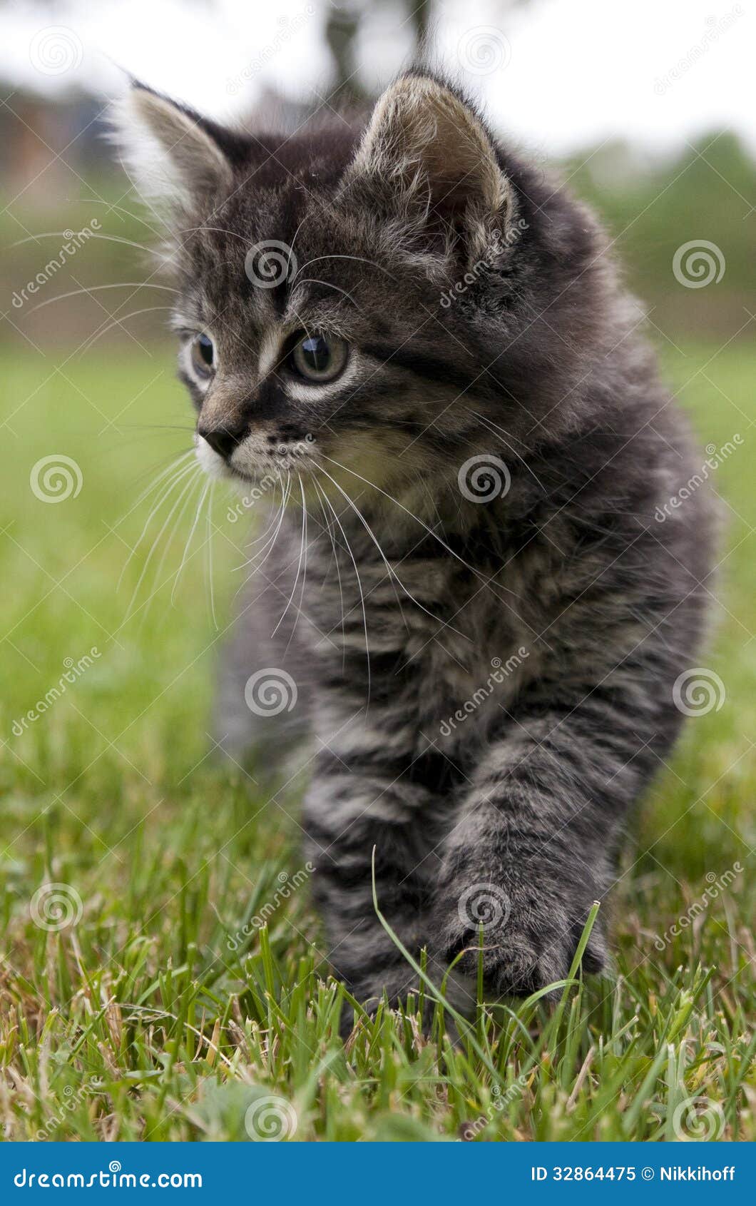 Walking kitten stock image. Image of curious, adorable - 32864475