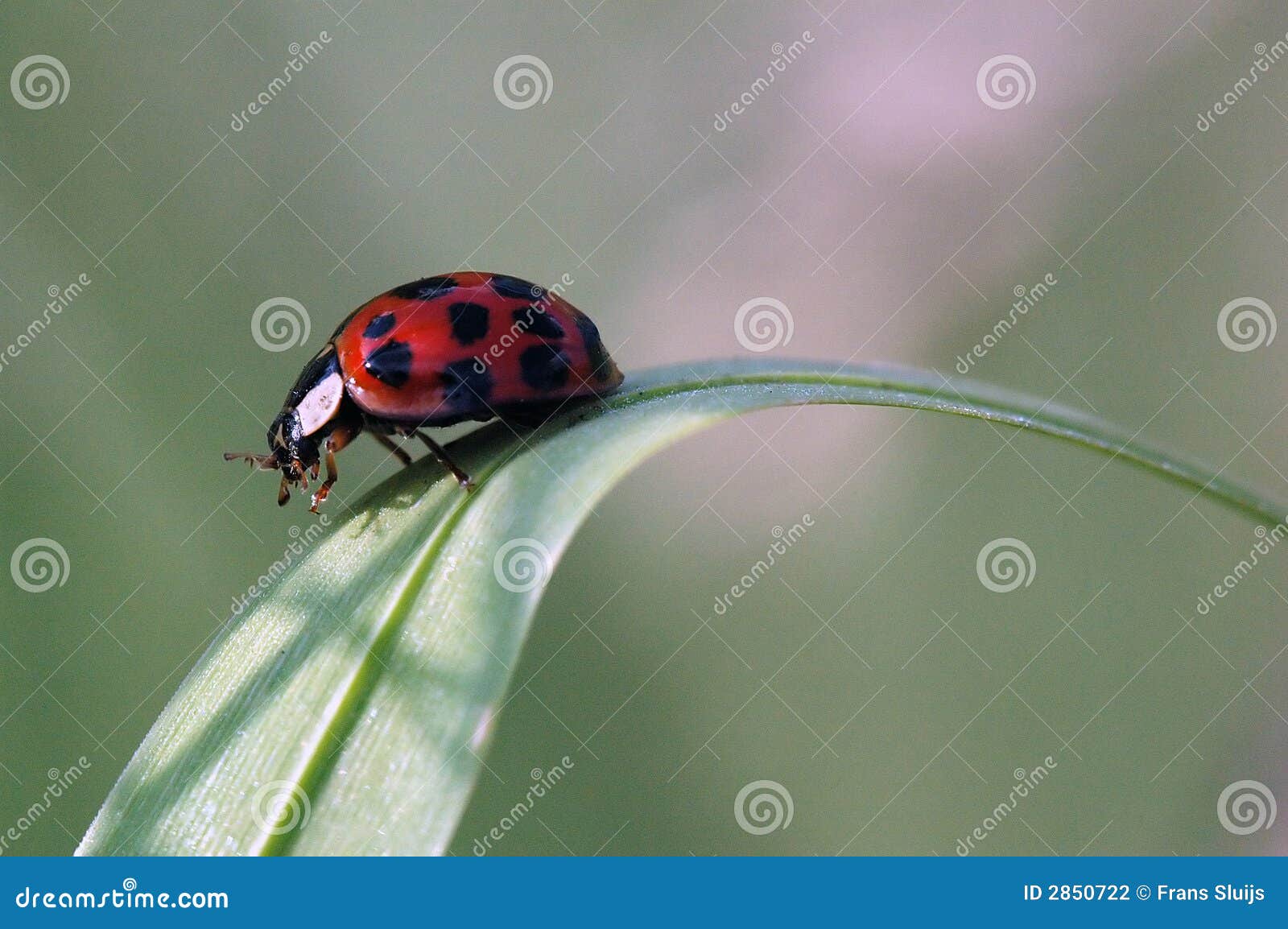 Walking lady bug stock photo. Image of summer, grains - 2850722