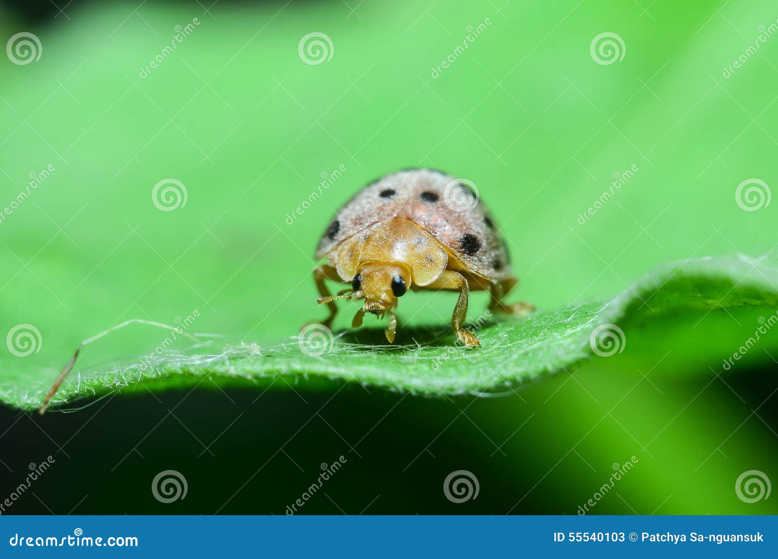 Walking ladybug stock image. Image of insects, ladybug - 55540103