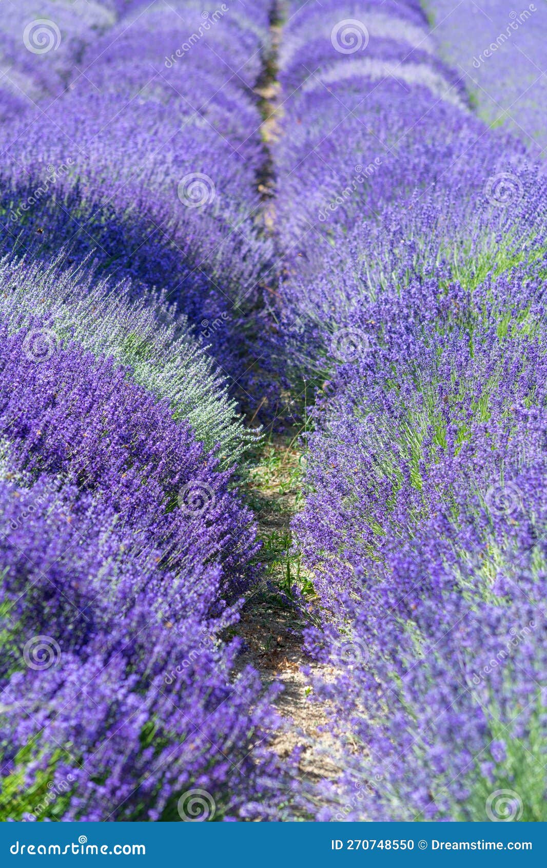Lavender field stock photo. Image of landscape, walking - 270748550