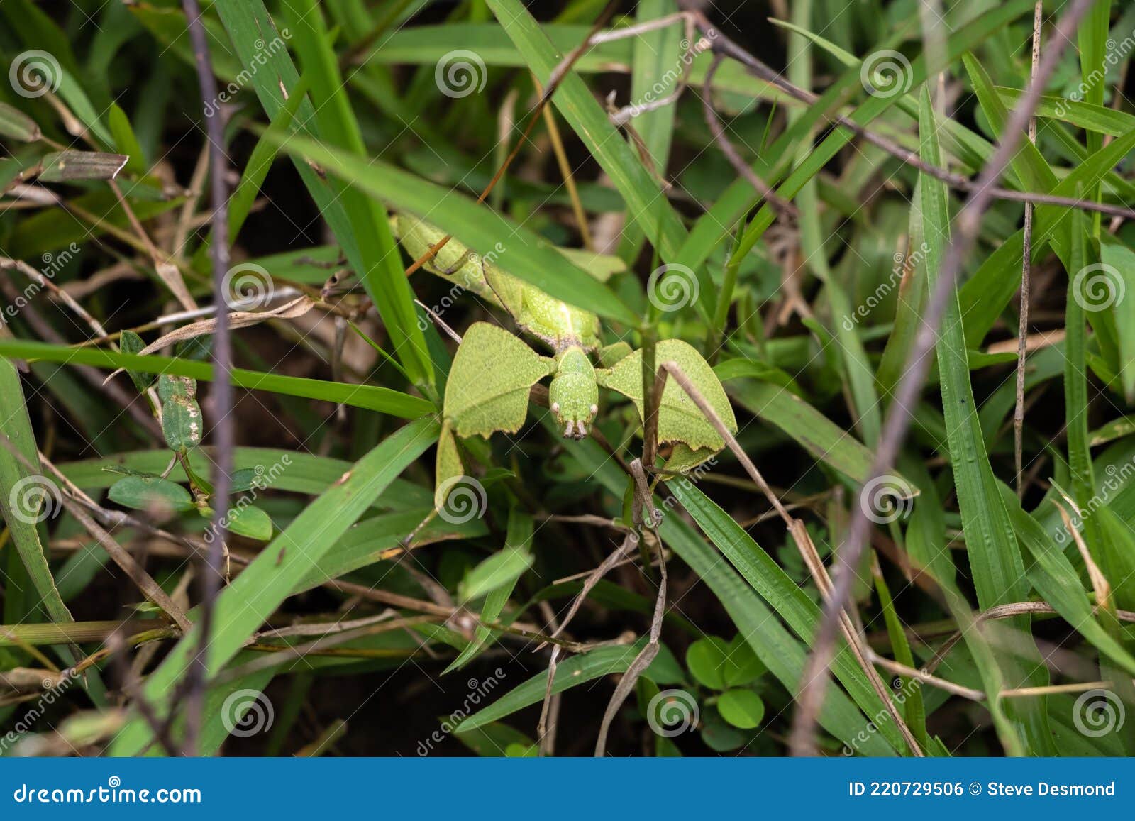 Walking Leaf Insect - Genus Cryptophyllium, Family Phylliidae Stock ...