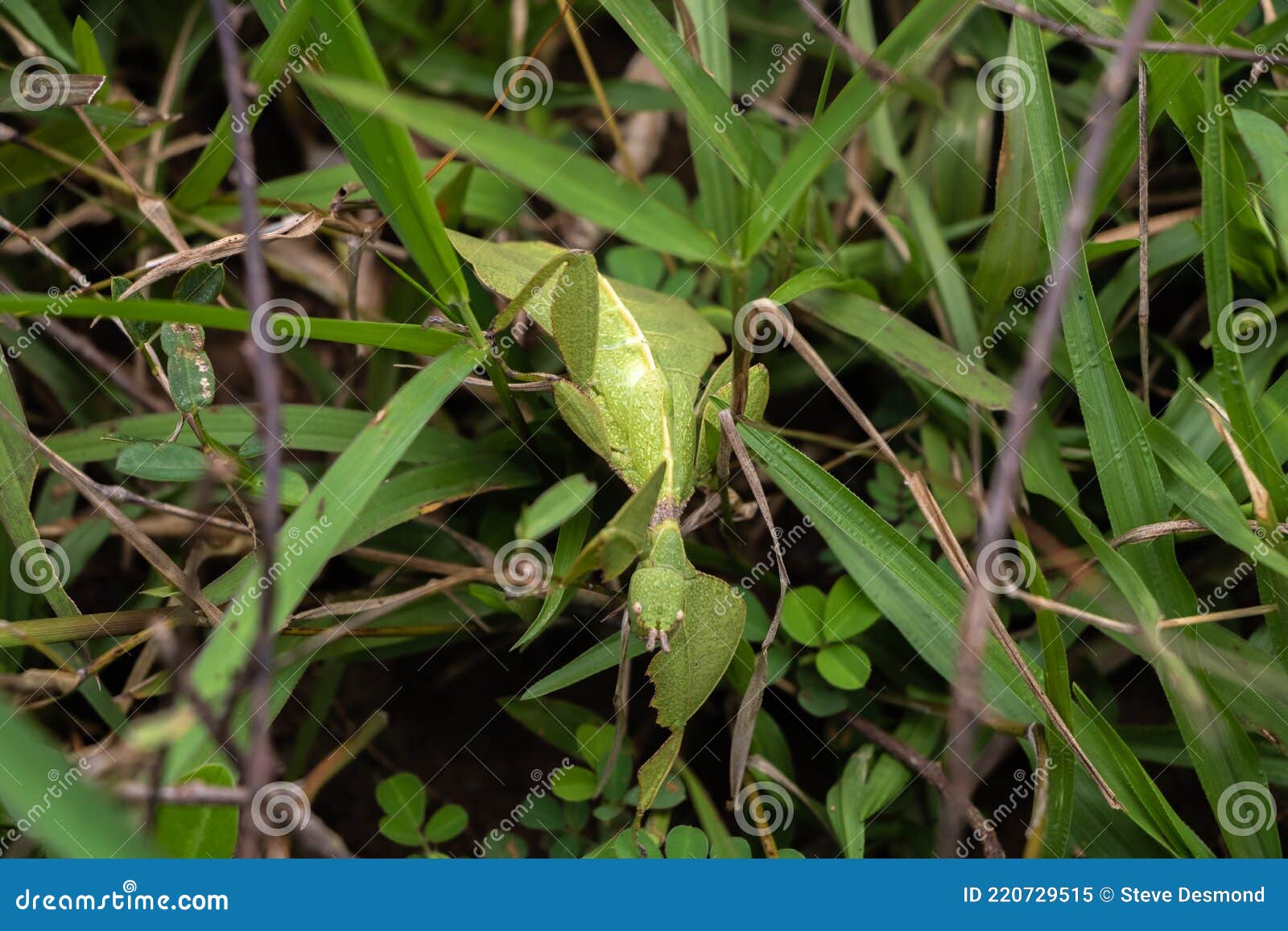 Walking Leaf Insect, Genus Cryptophyllium from Family Phylliidae Stock ...