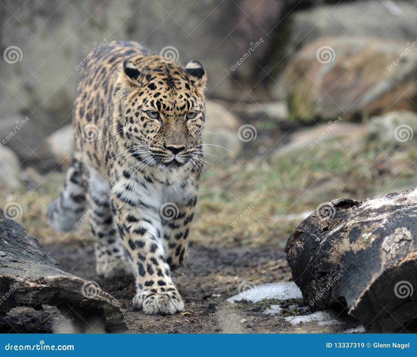 Walking leopard stock image. Image of predator, animal - 13337319