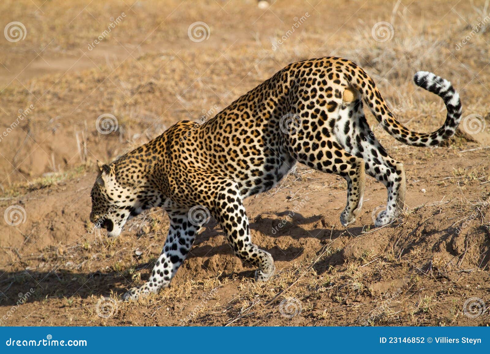 Walking leopard stock photo. Image of horizontal, walking - 23146852
