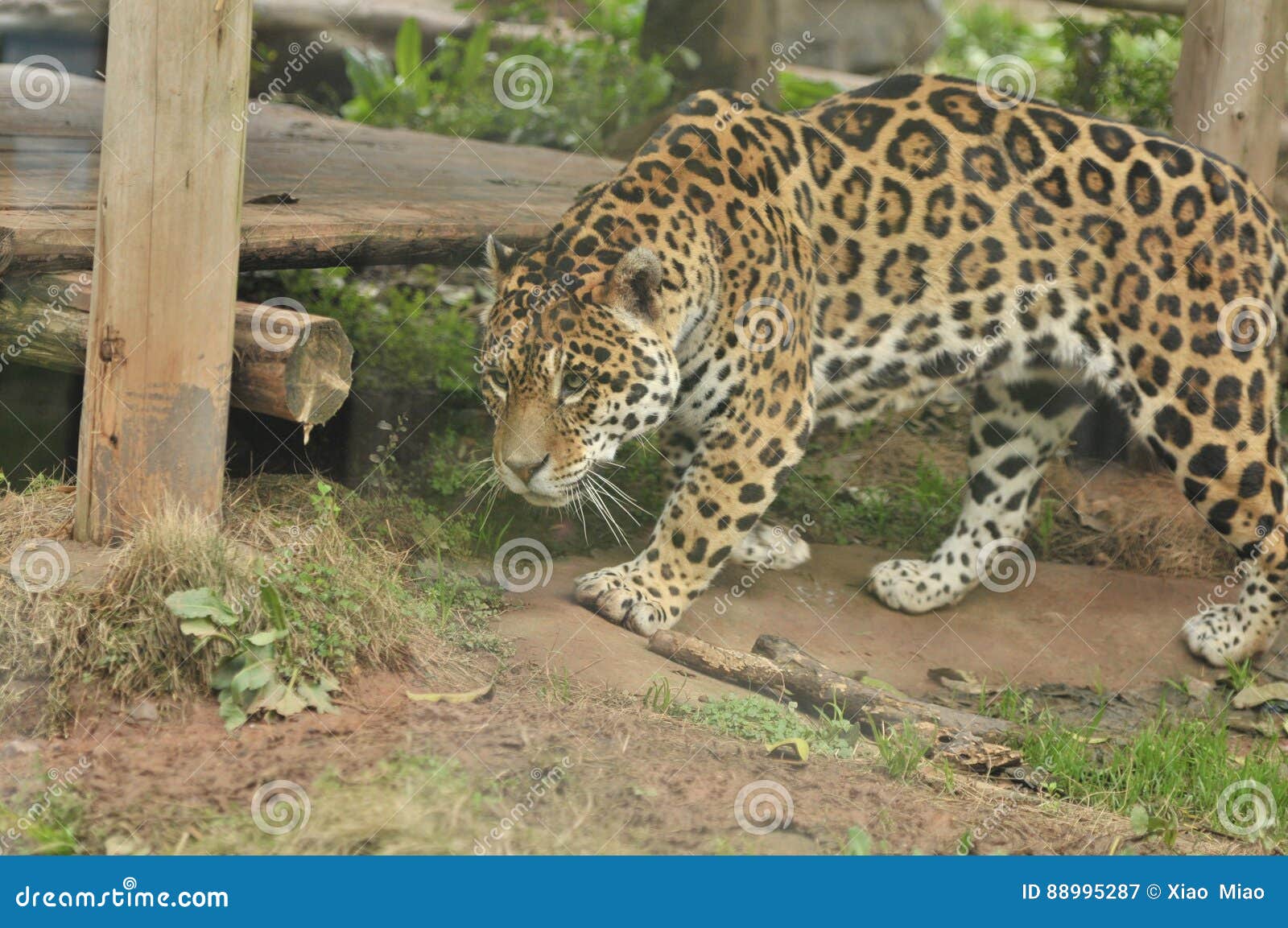 Walking leopard stock image. Image of isolated, leader - 88995287