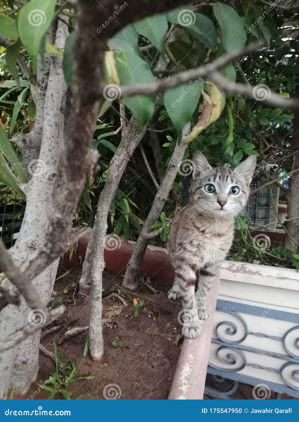 Walking Like a Queen, Kitty Cat Stock Photo - Image of queen, walking ...