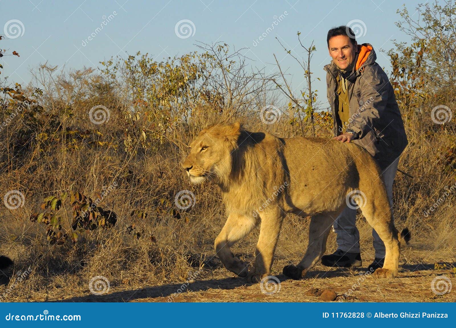 Walking with a lion stock photo. Image of walk, walking - 11762828