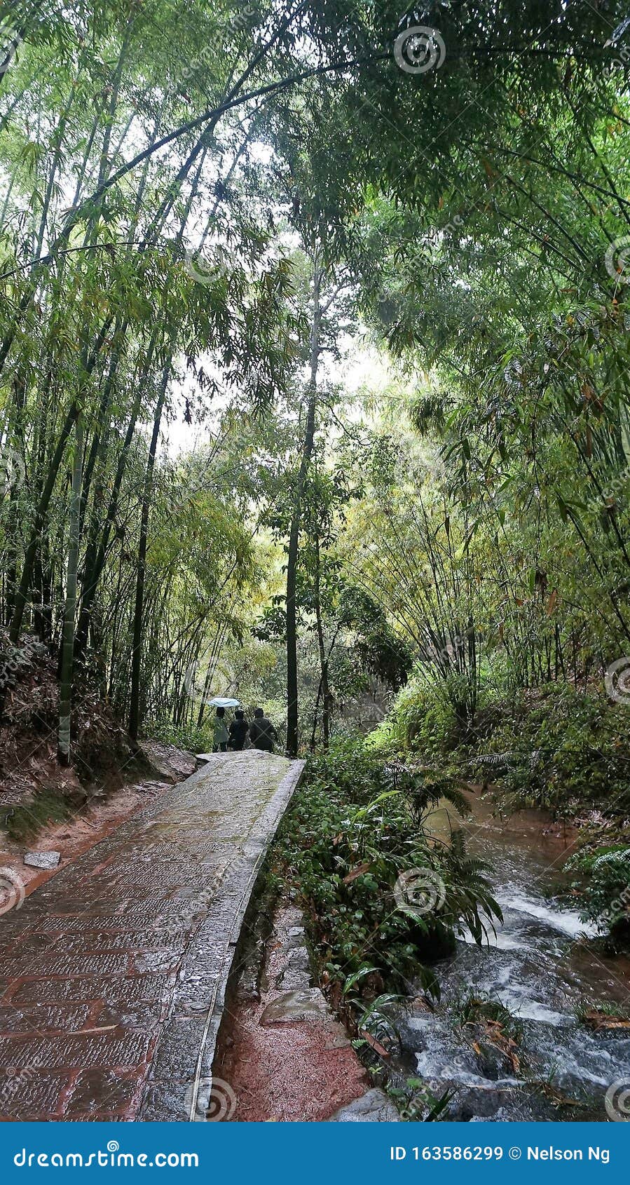 Walking the Lonely Path To the End of the Road Stock Image - Image of ...