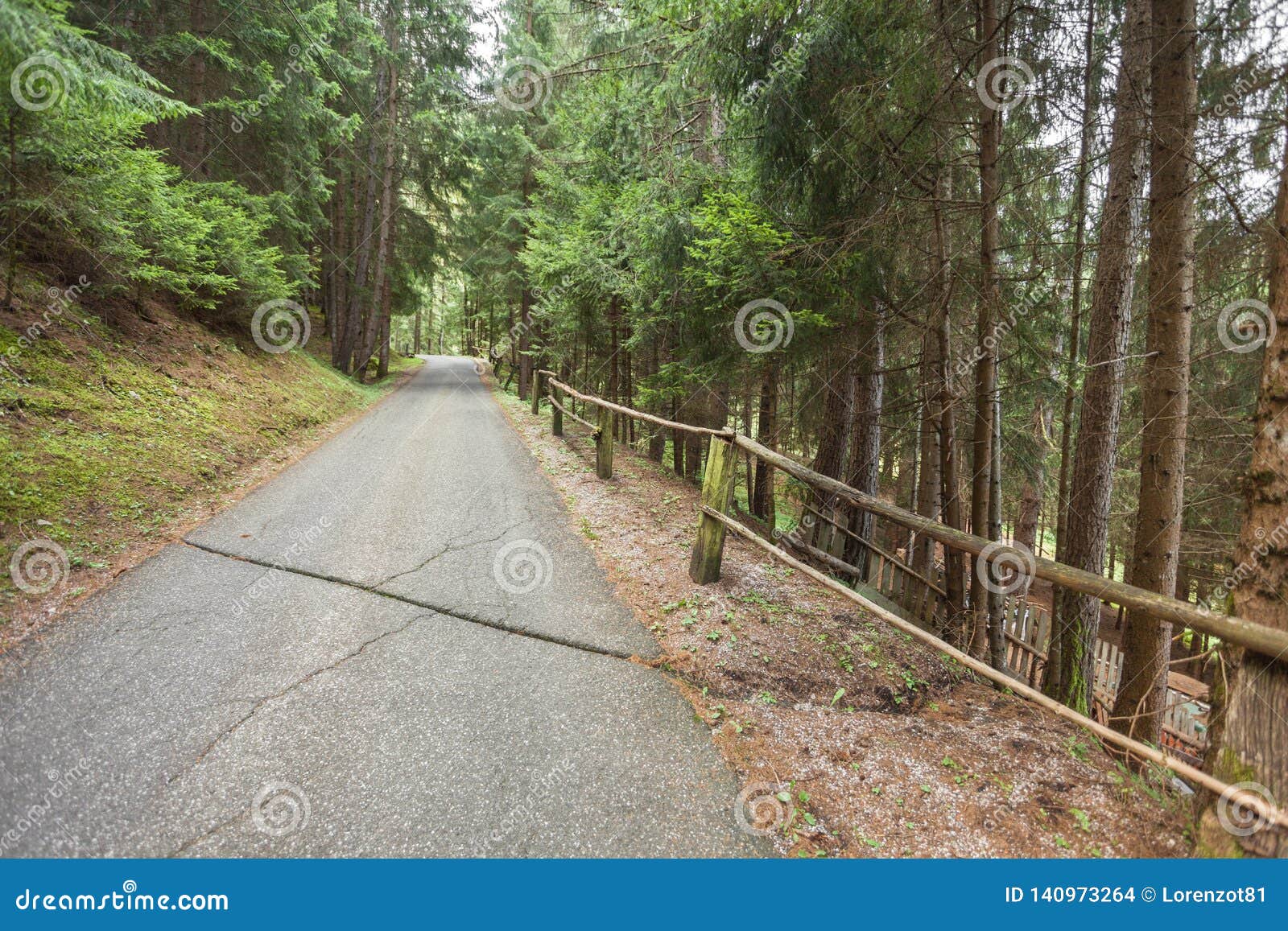 Walking Long a Mountain Road Inside the Woods Stock Photo - Image of ...