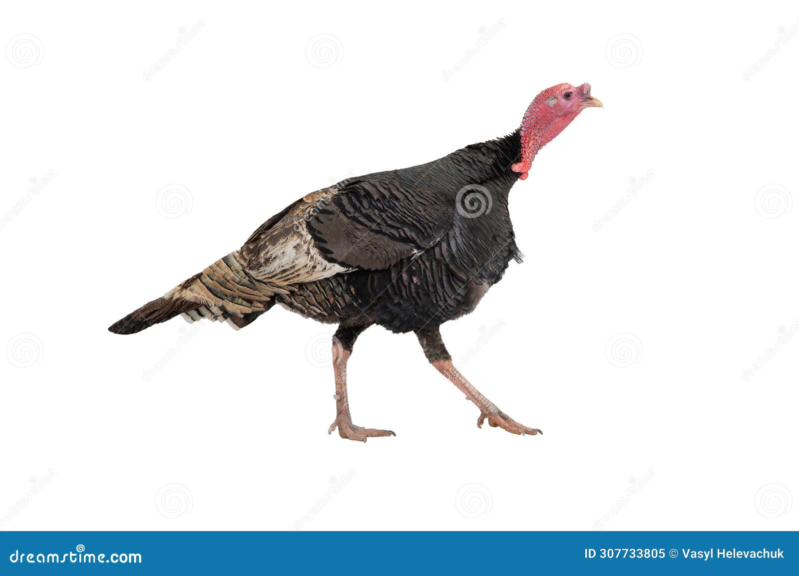 Walking Male Bronze Turkey Isolated on White Background Stock Image ...