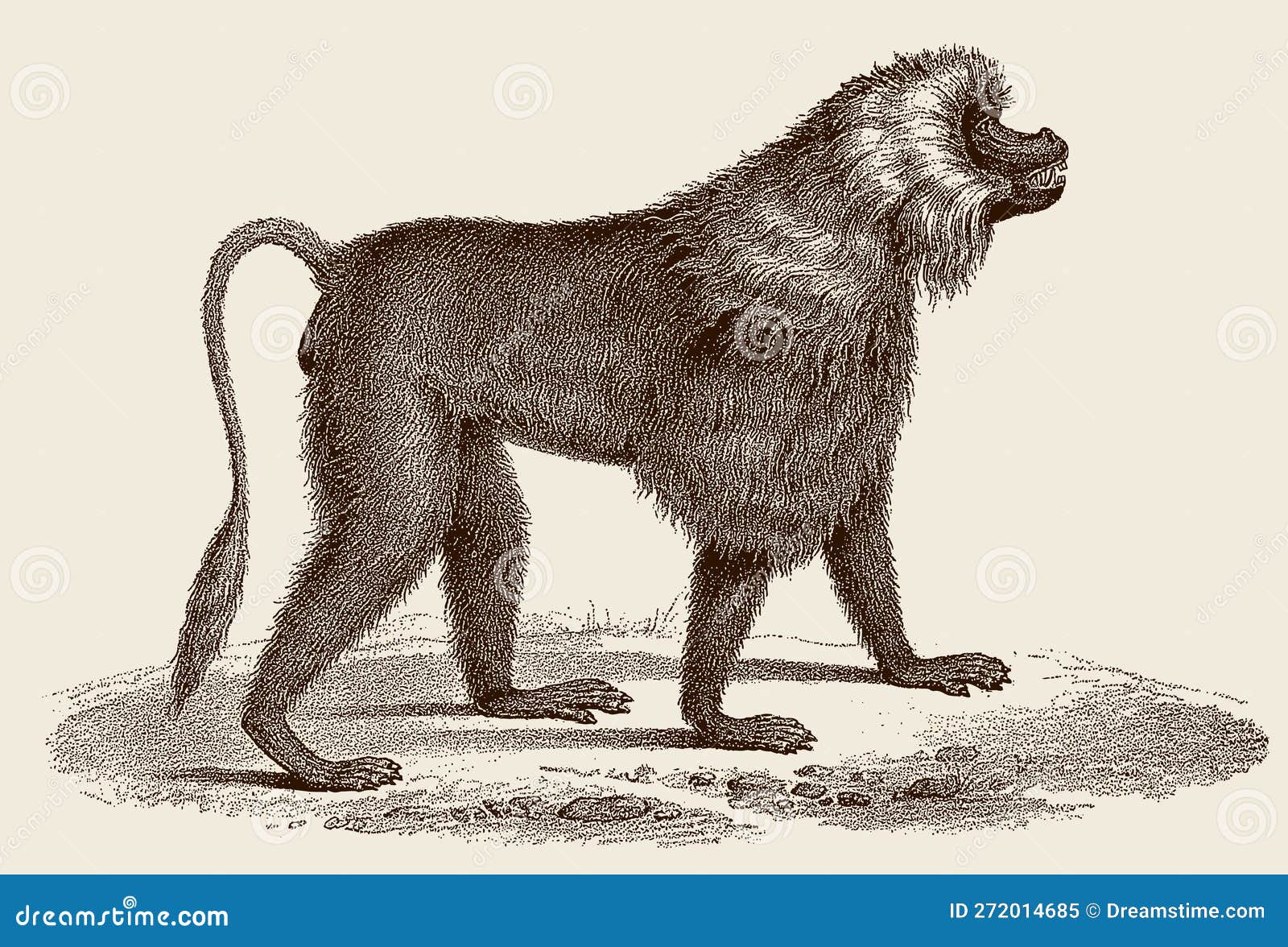 Walking Male Theropithecus Gelada Stock Image - Image of adult, male ...