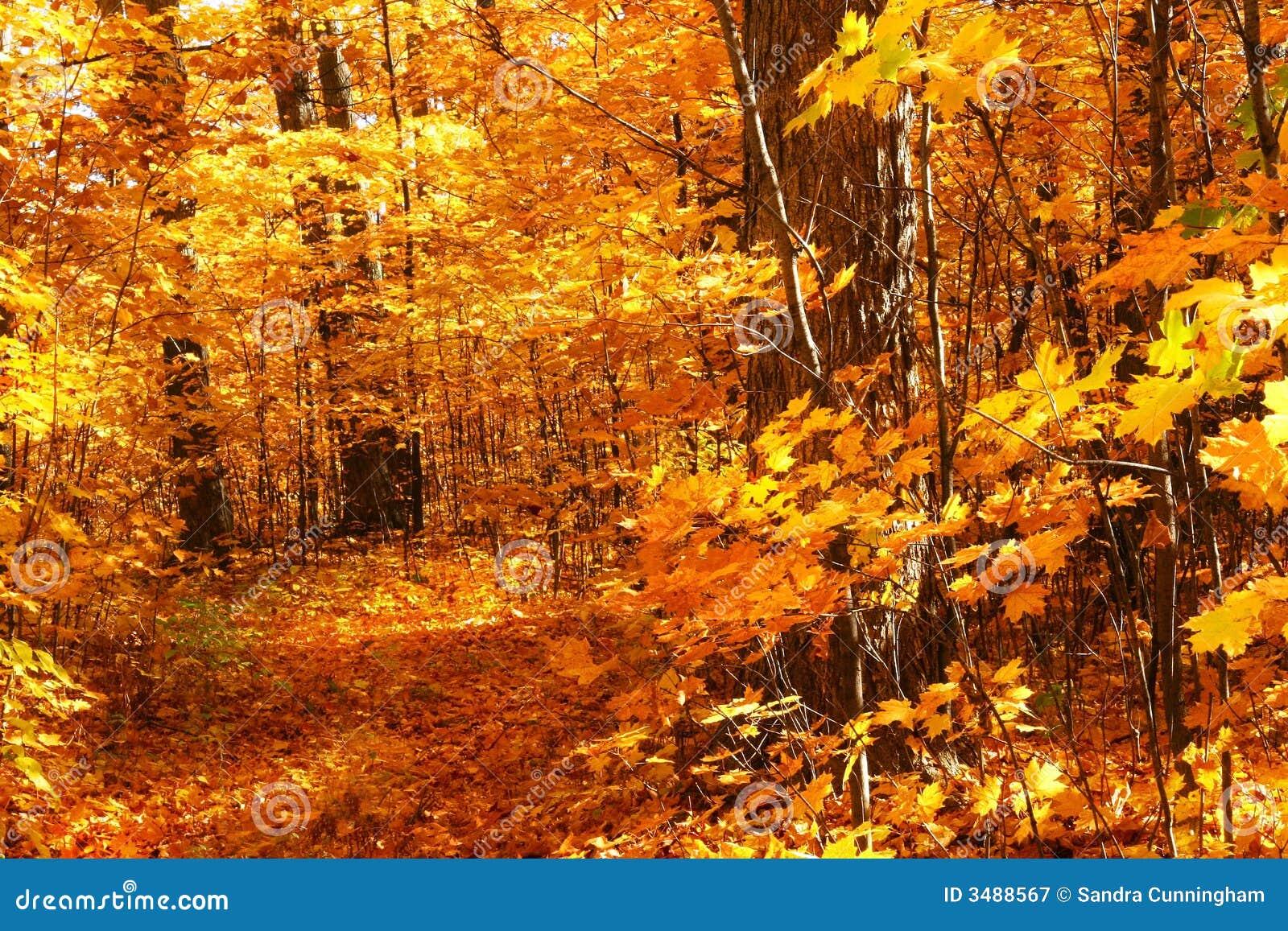 Walking through Maple Trees Stock Image - Image of outside, vein: 3488567