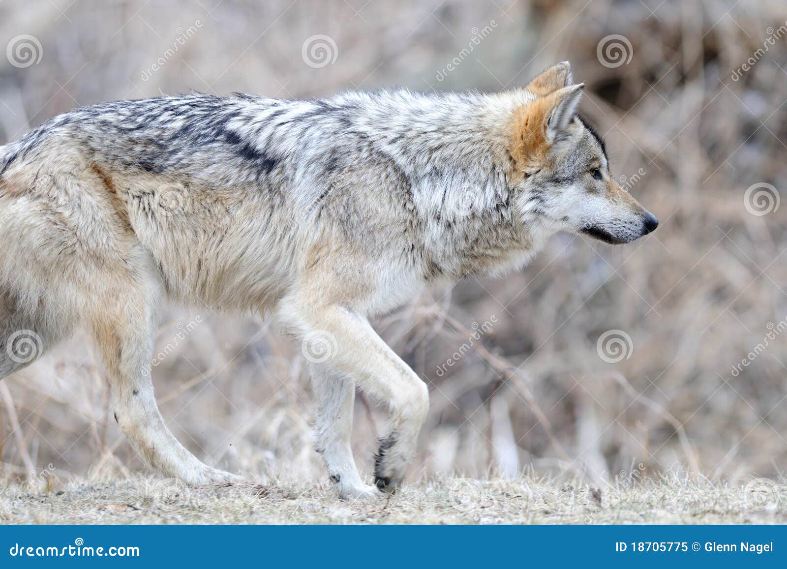 Walking Mexican Gray Wolf stock image. Image of outdoors - 18705775