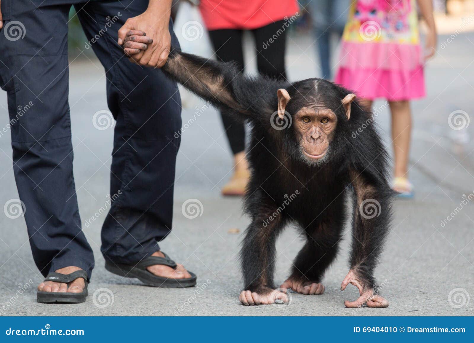 Walking monkey stock photo. Image of monkey, takes, walk - 69404010