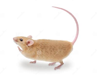 Walking Mouse stock image. Image of domestic, nose, mouse - 16882393
