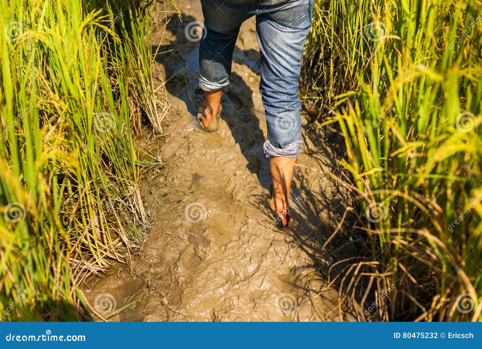 Walking through mud stock photo. Image of fields, outdoors - 80475232