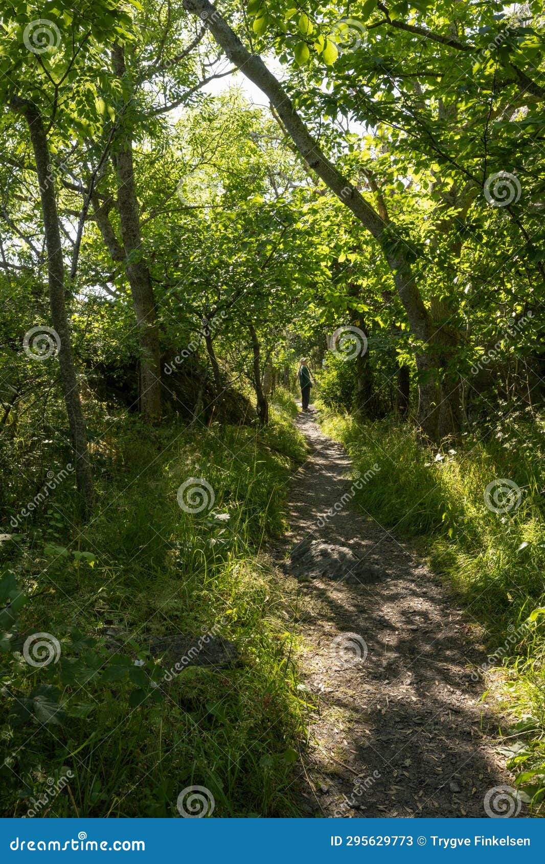 Walking through a Narrow Forest Path.. Editorial Stock Photo - Image of ...