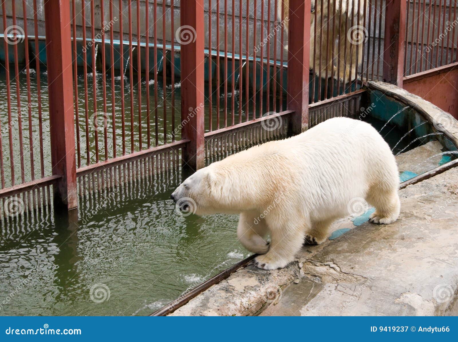 Walking Near Pool White Polar Bear Stock Image - Image of animal, bear ...