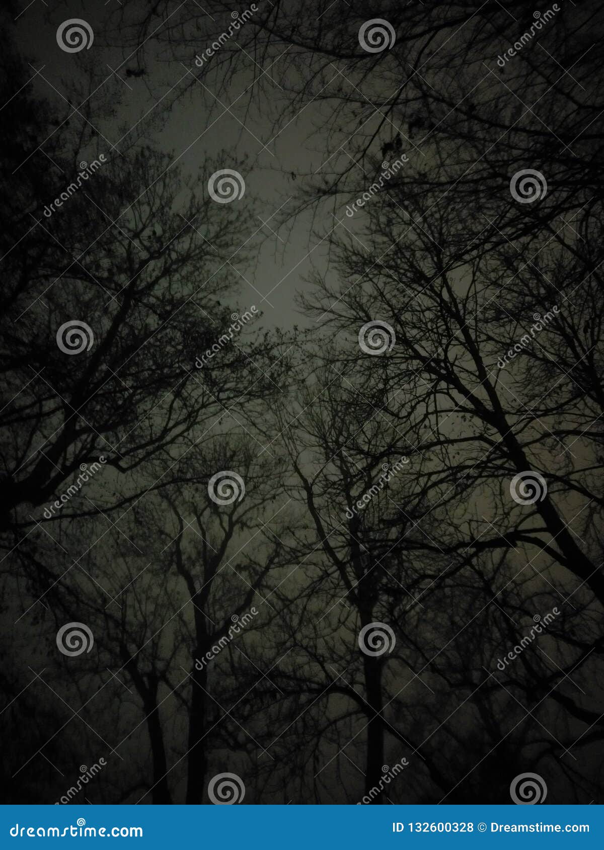 Random night pics, trees editorial stock photo. Image of night - 132600328