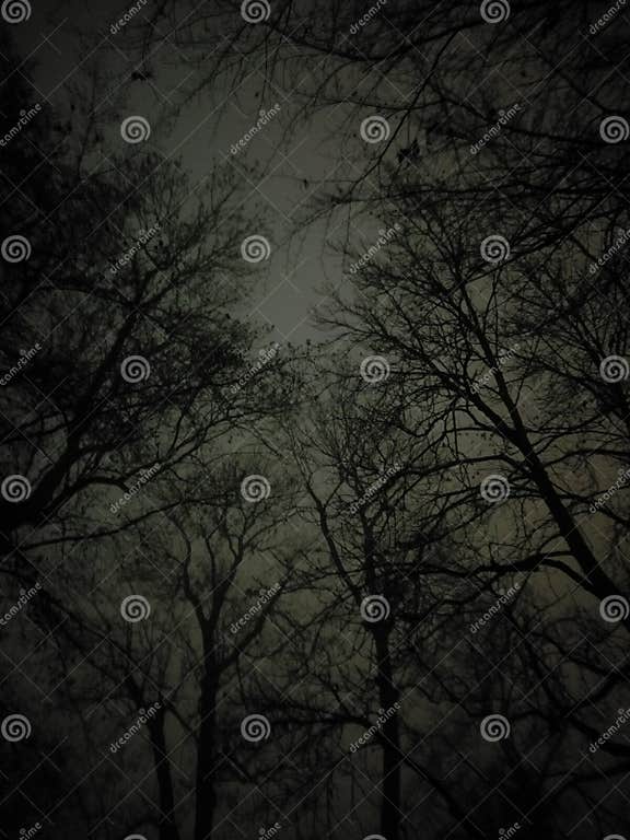 Random night pics, trees editorial stock photo. Image of night - 132600328