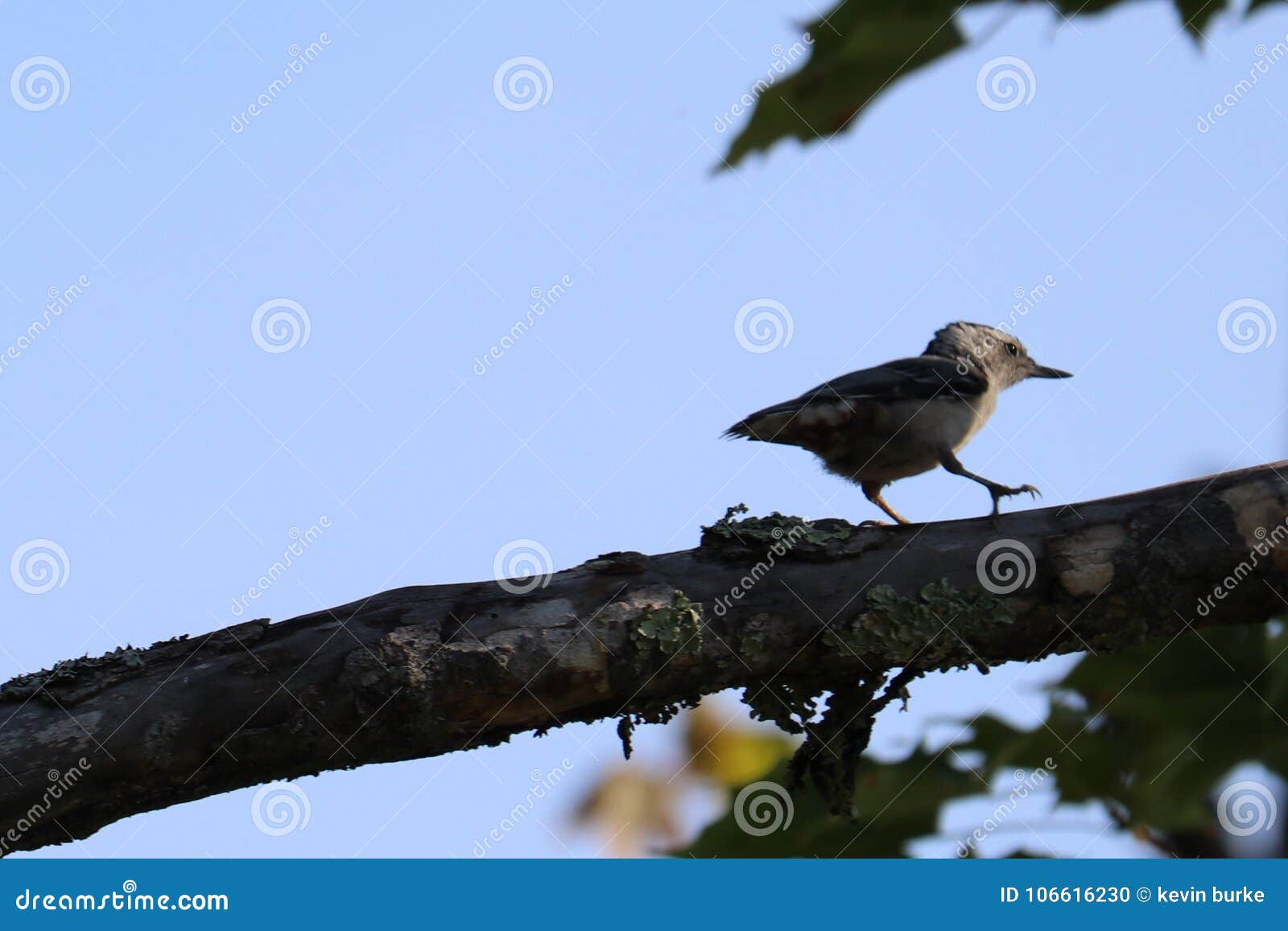 Walking nuthatches stock photo. Image of nuthatcher - 106616230